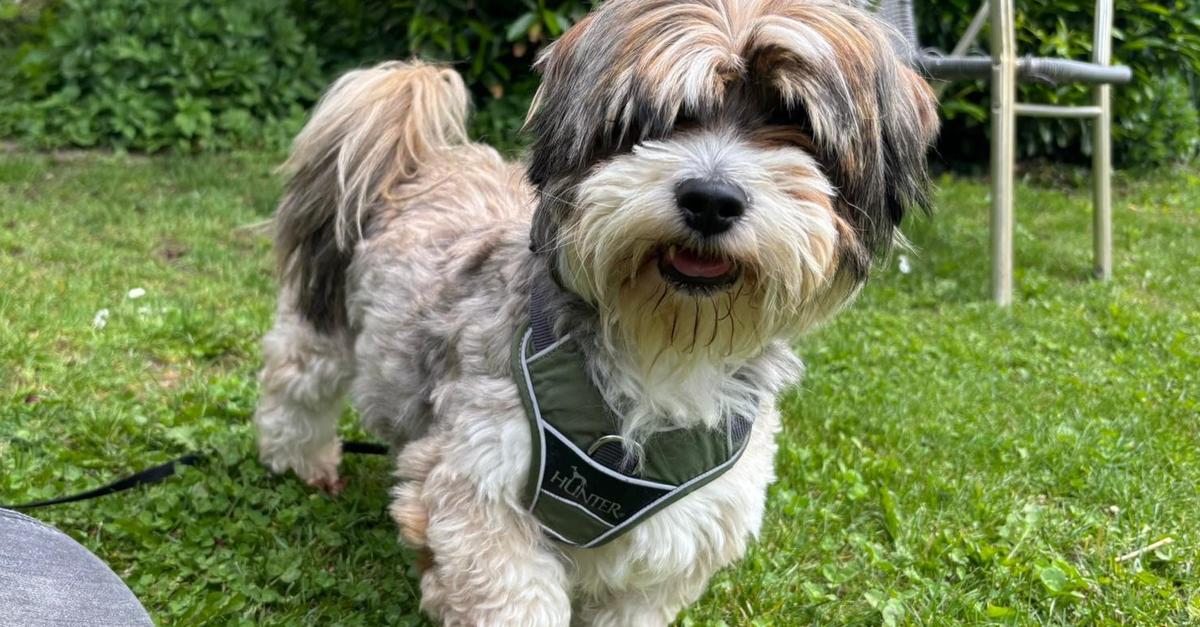 Rüsselsheim: Aufgeweckter Hund Jonathan sucht liebevolles Zuhause
