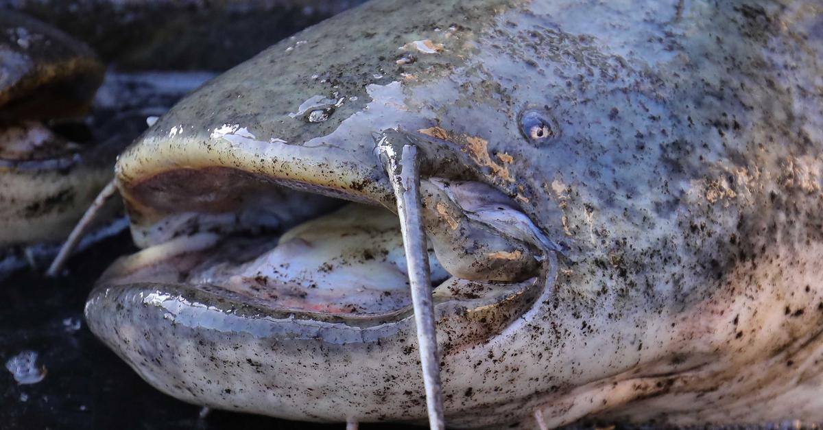 „Ein Happs“: Riesenwels verschluckt Nilgans bei Flörsheim