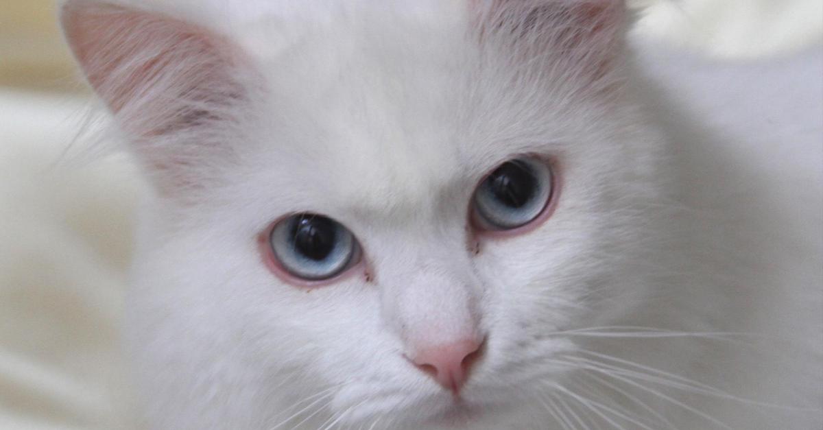 Zuhause gesucht: Der weiße Kater Ramon