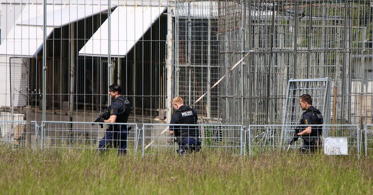 Tiger entkommt und wird erschossen - Mann schwer verletzt